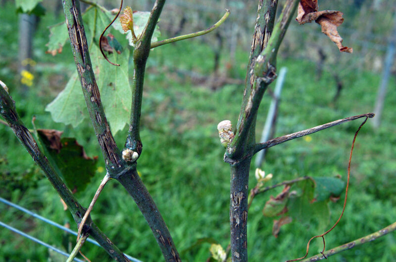 La grandine: danni fisiologici - www.viticoltura.com